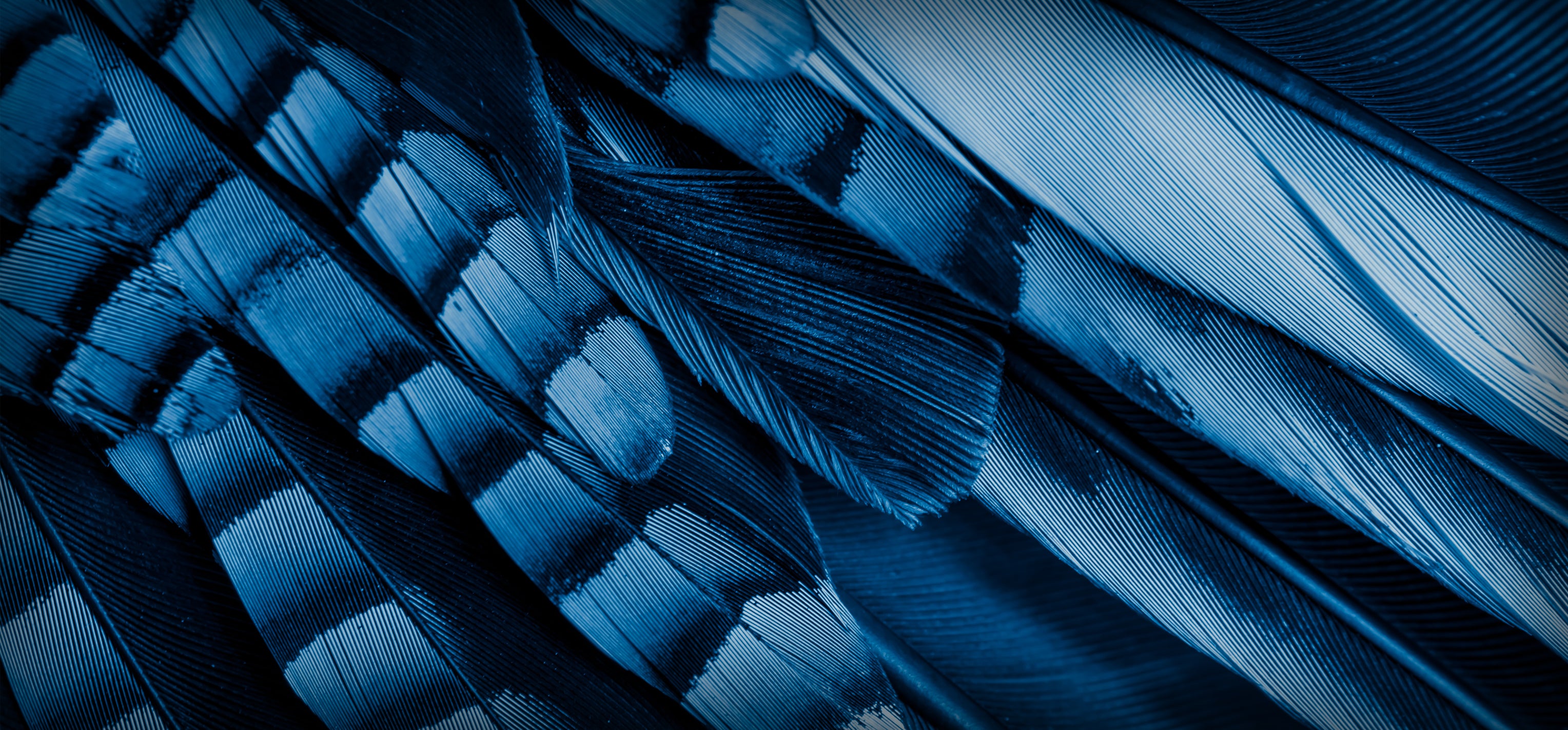 Blue Jay – Van Dieman's Ink