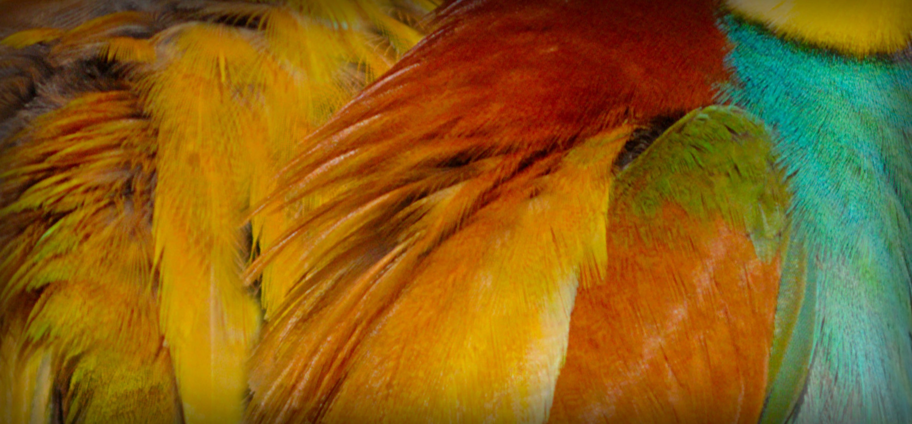 European Honey Bee Eater – Van Dieman's Ink